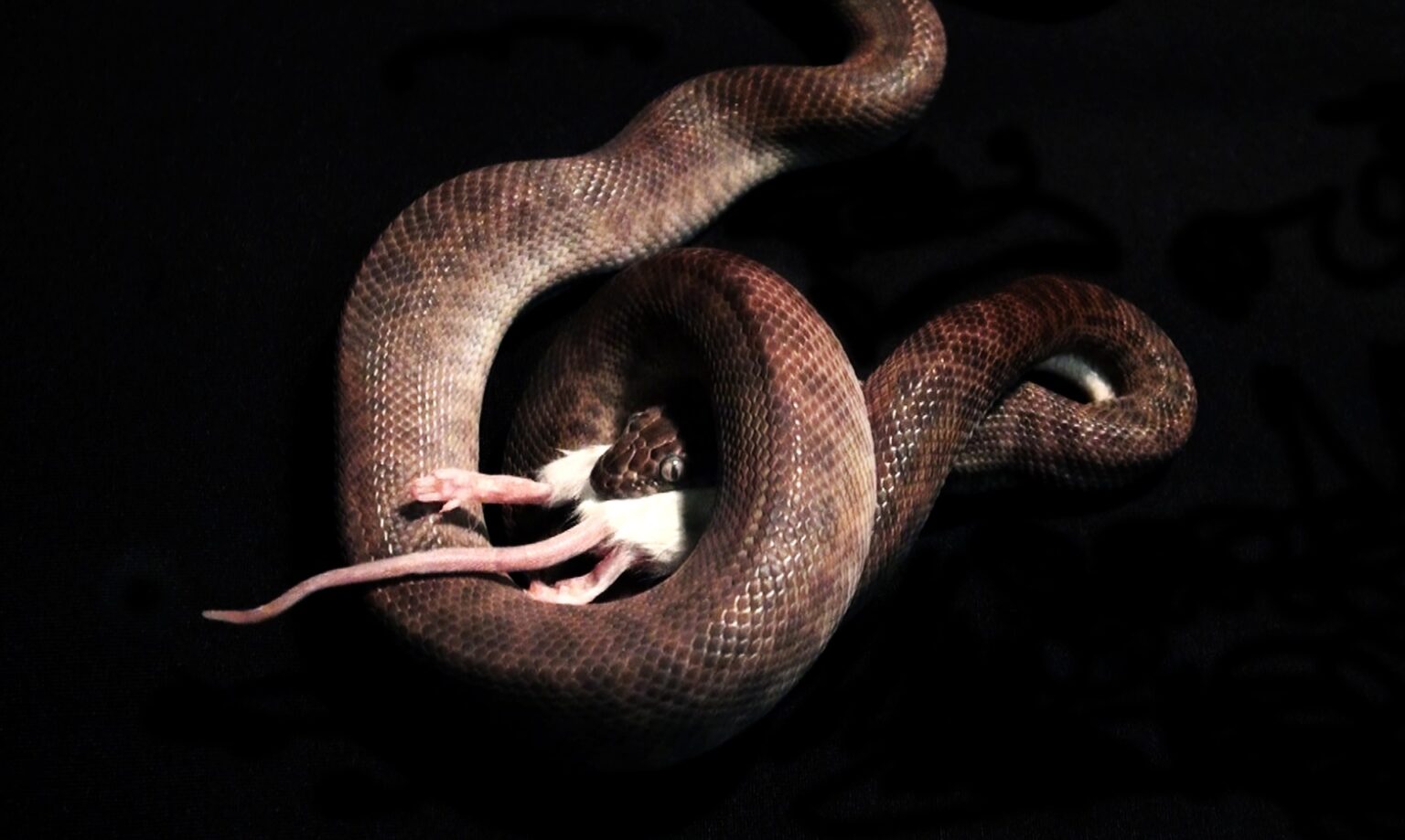 Comment se fait la digestion du serpent ? – Serpentes