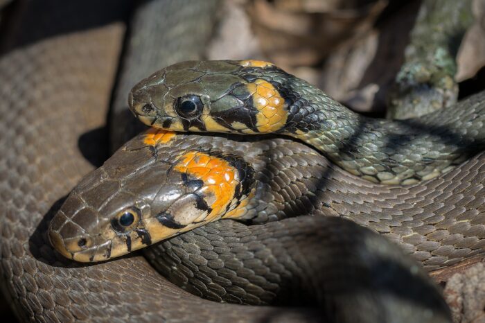 La reproduction des serpents – Serpentes