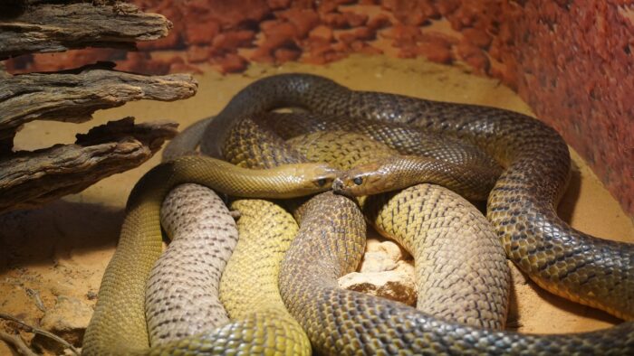La reproduction des serpents – Serpentes